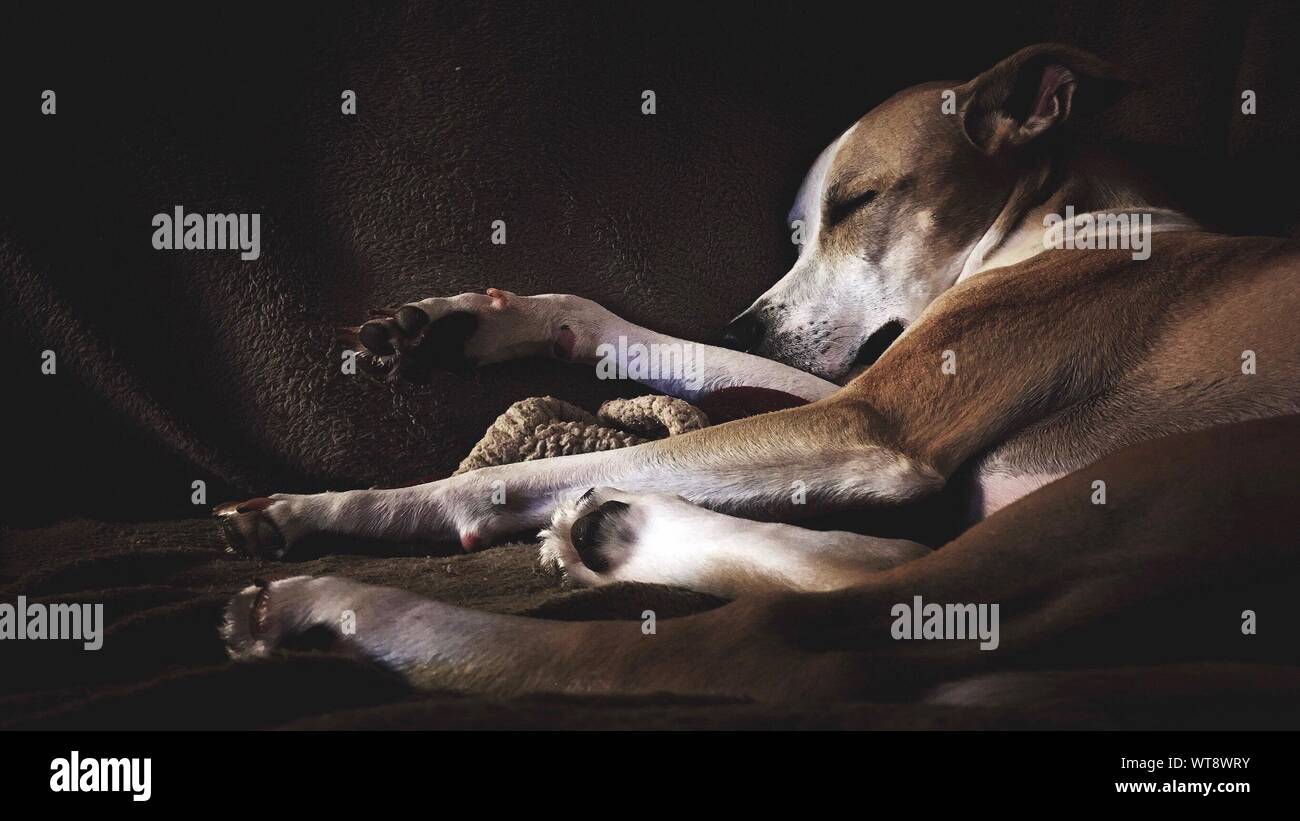 Room dog bed hi-res stock photography and images - Alamy