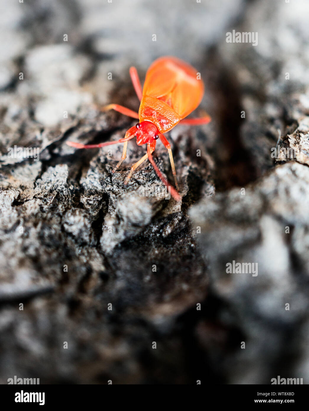 Trunk Bug High Resolution Stock Photography and Images - Alamy