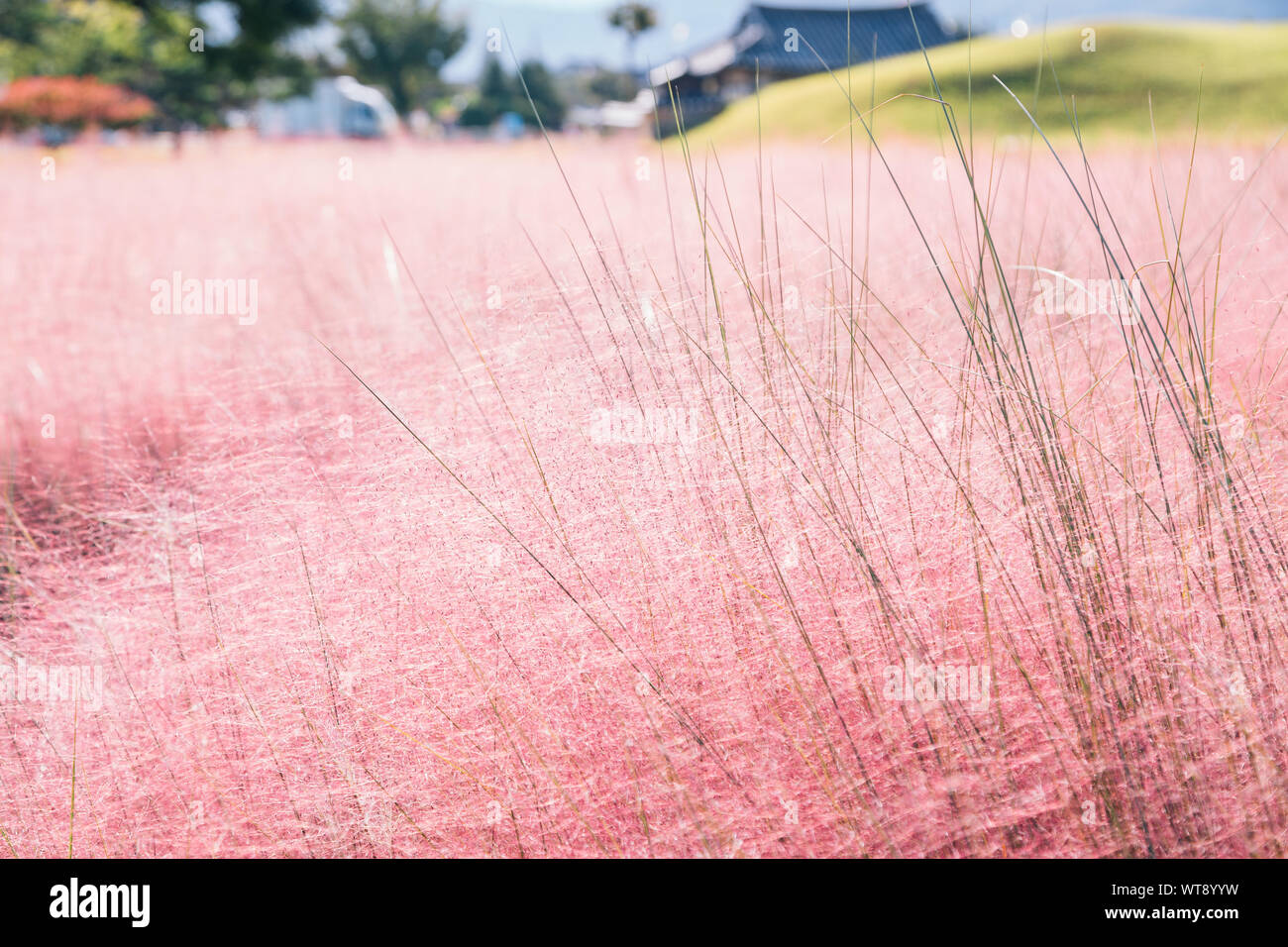 Pink muhly grass hi-res stock photography and images - Alamy