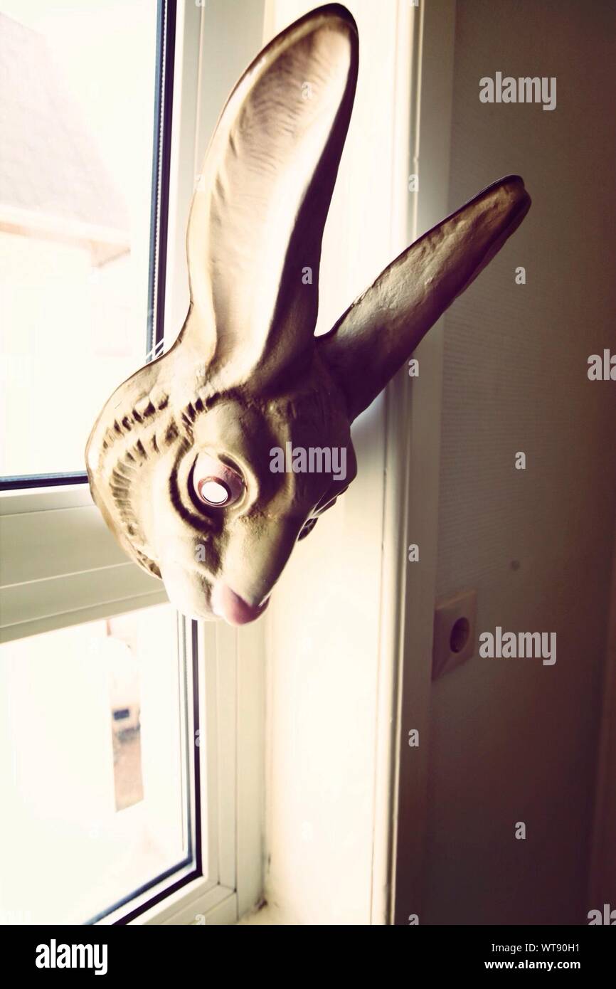 Rabbit Head High Resolution Stock Photography and Images - Alamy