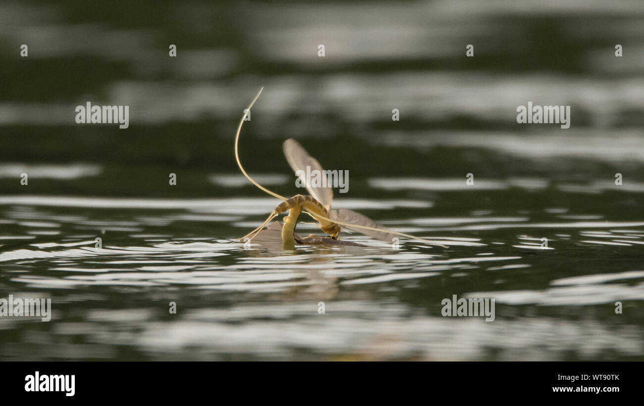 Insects on water hi-res stock photography and images - Alamy