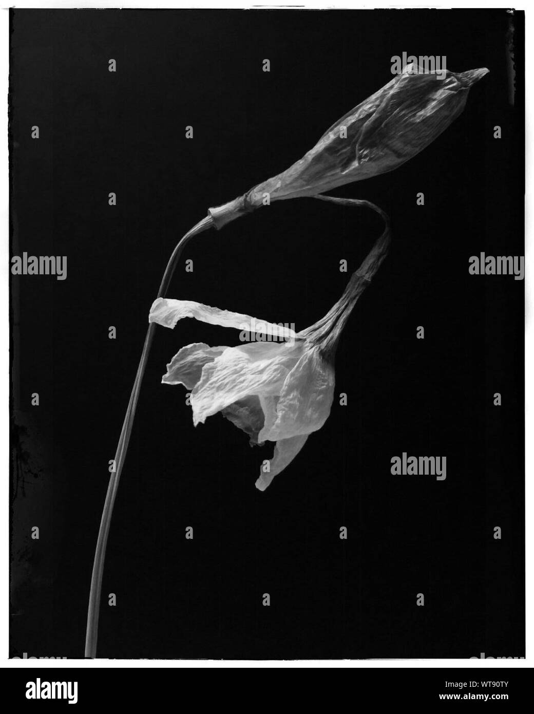 Dead plant black background hi-res stock photography and images - Alamy