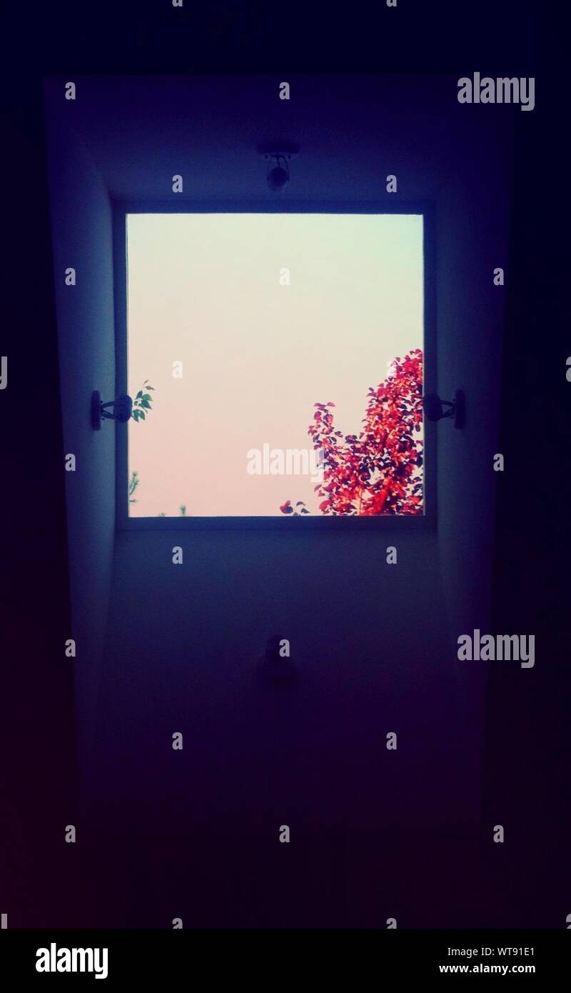 Tree Seen Through Window Stock Photo - Alamy