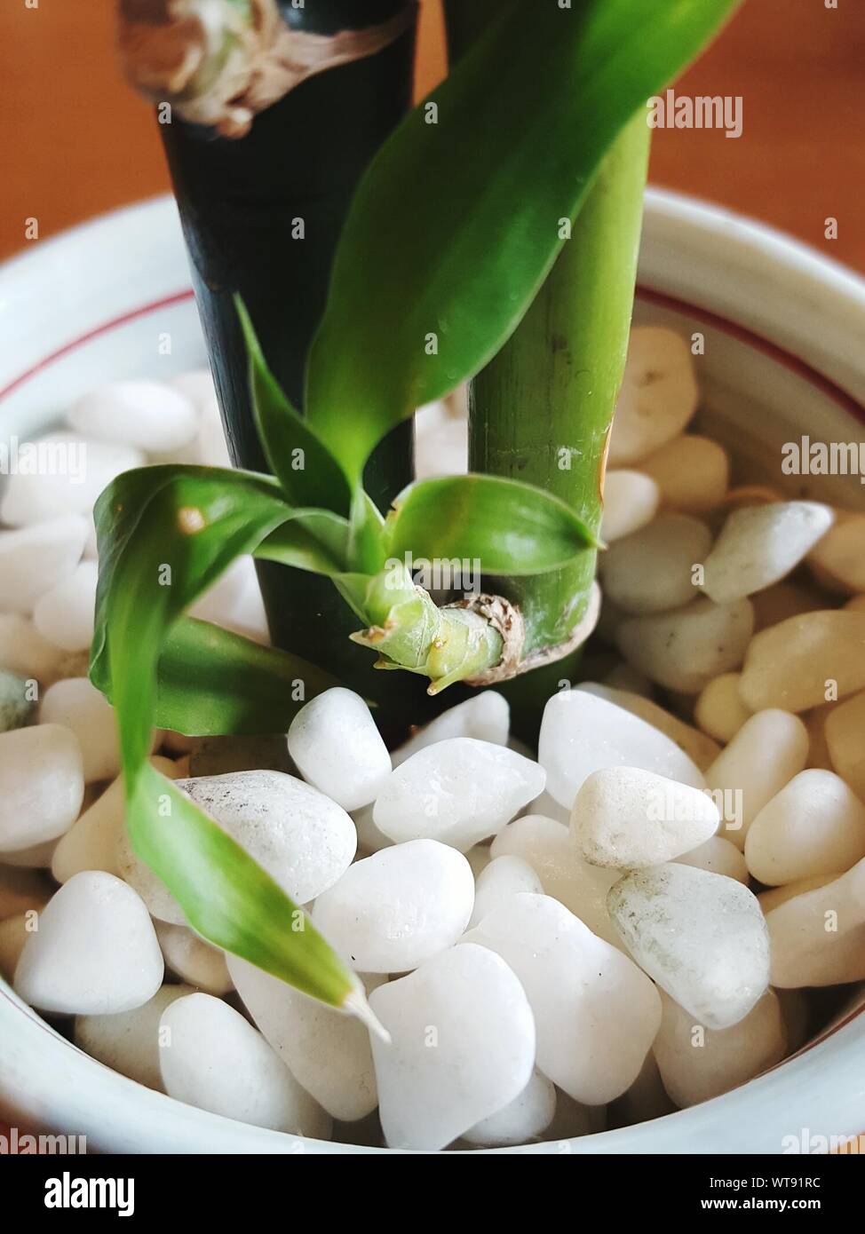 Pebbles flower hi-res stock photography and images - Alamy