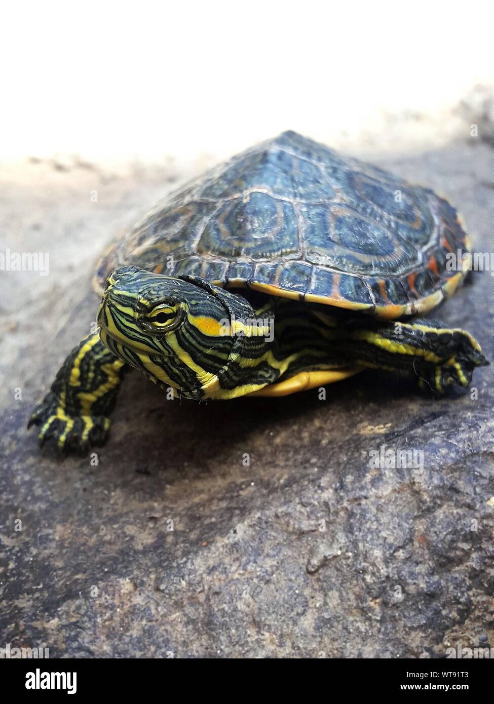 Turtle rock hi-res stock photography and images - Alamy