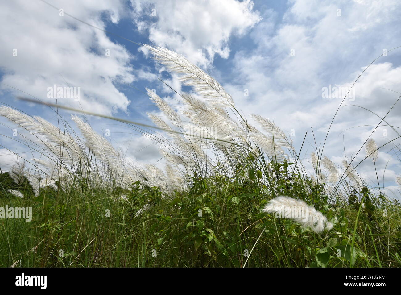 Kans grass hi-res stock photography and images - Alamy