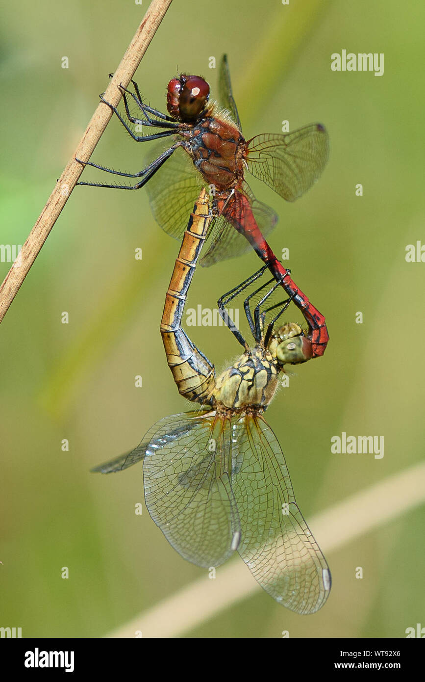 Two dragonflies mating hi-res stock photography and images - Alamy