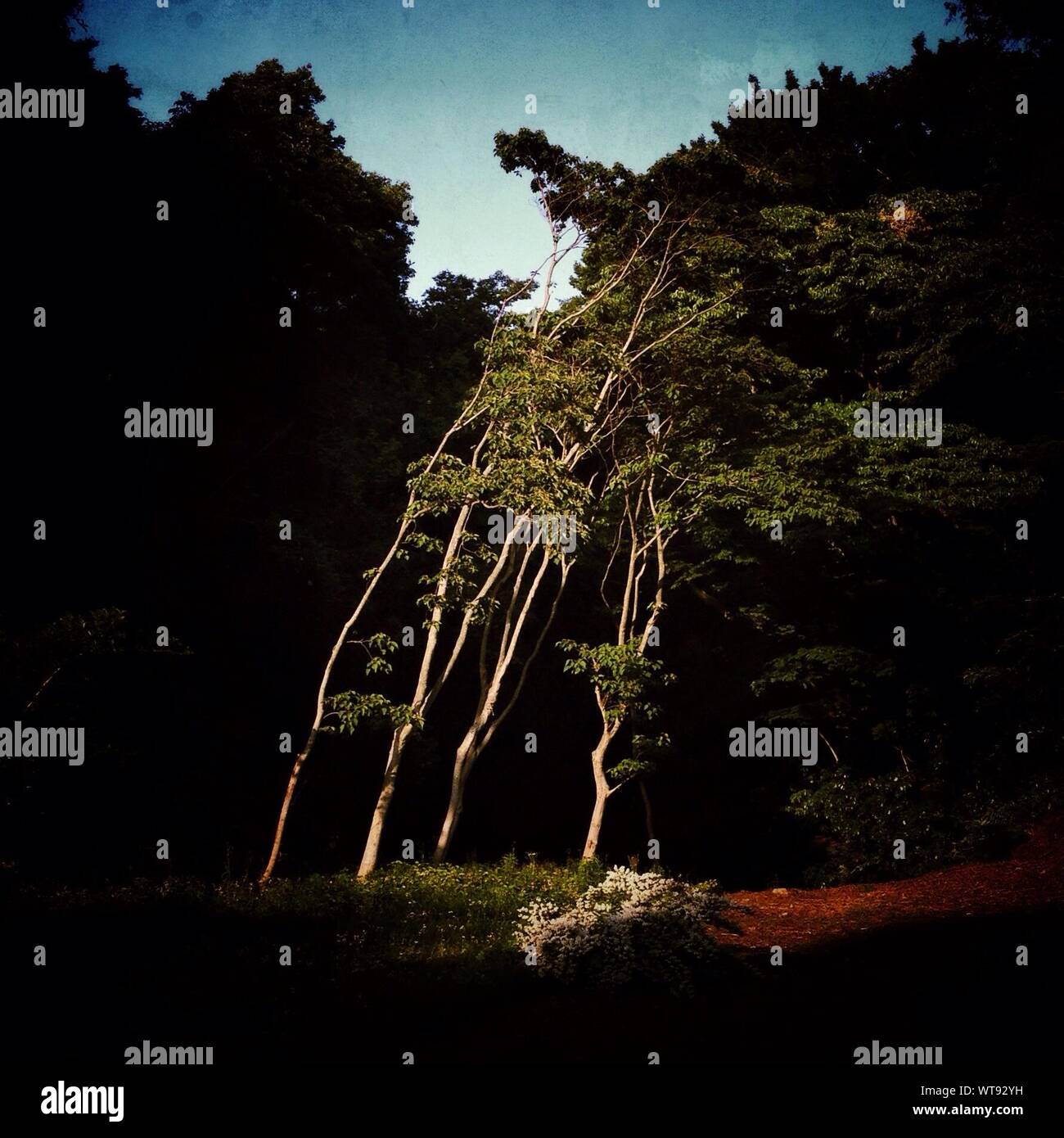 Storm bent trees hi-res stock photography and images - Alamy