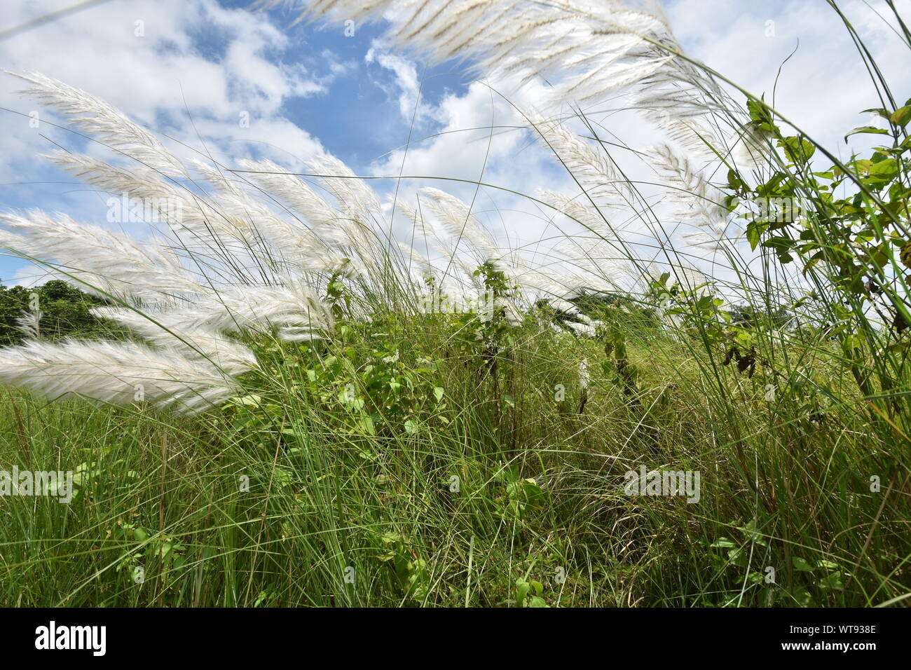 Saccharum spontaneum hi-res stock photography and images - Alamy