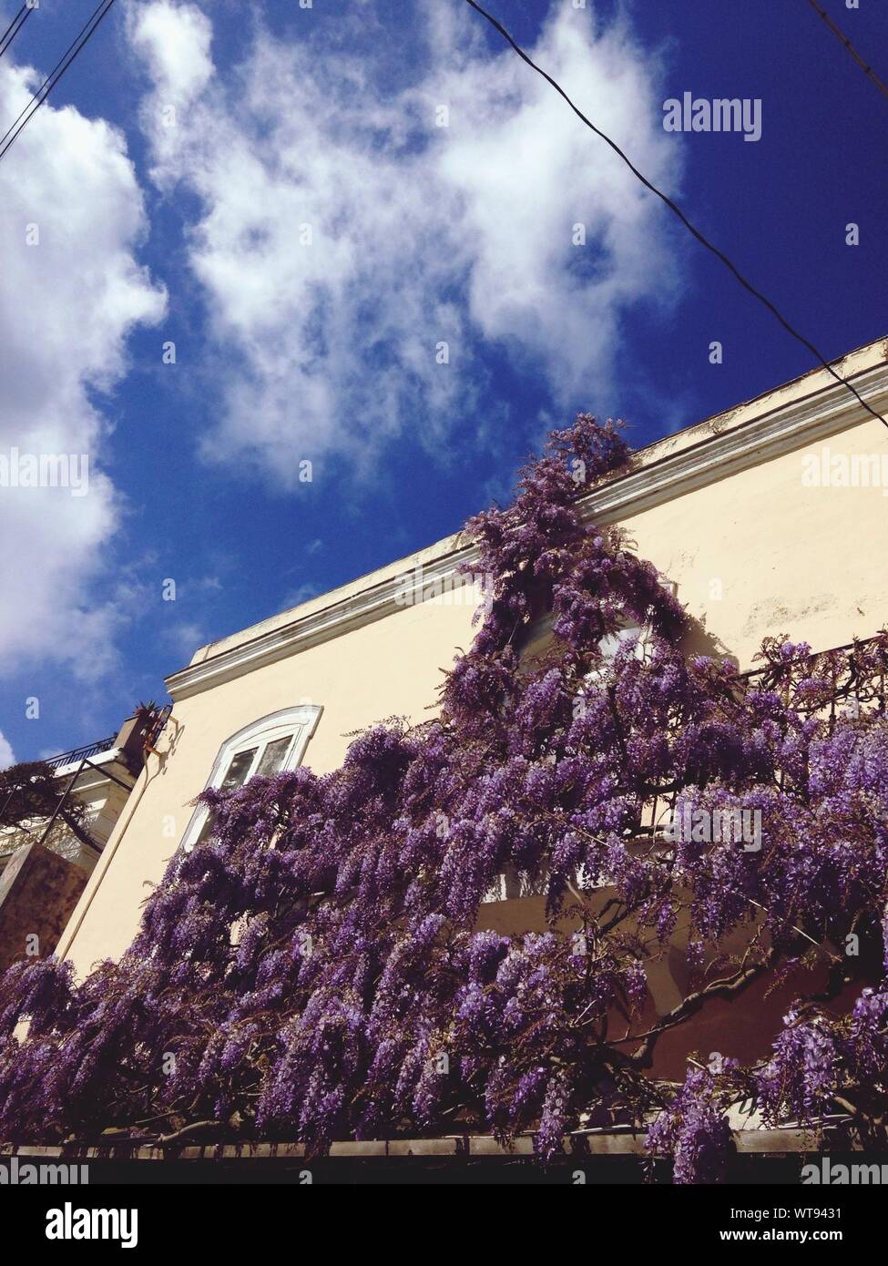 Wisteria plant hi-res stock photography and images - Alamy