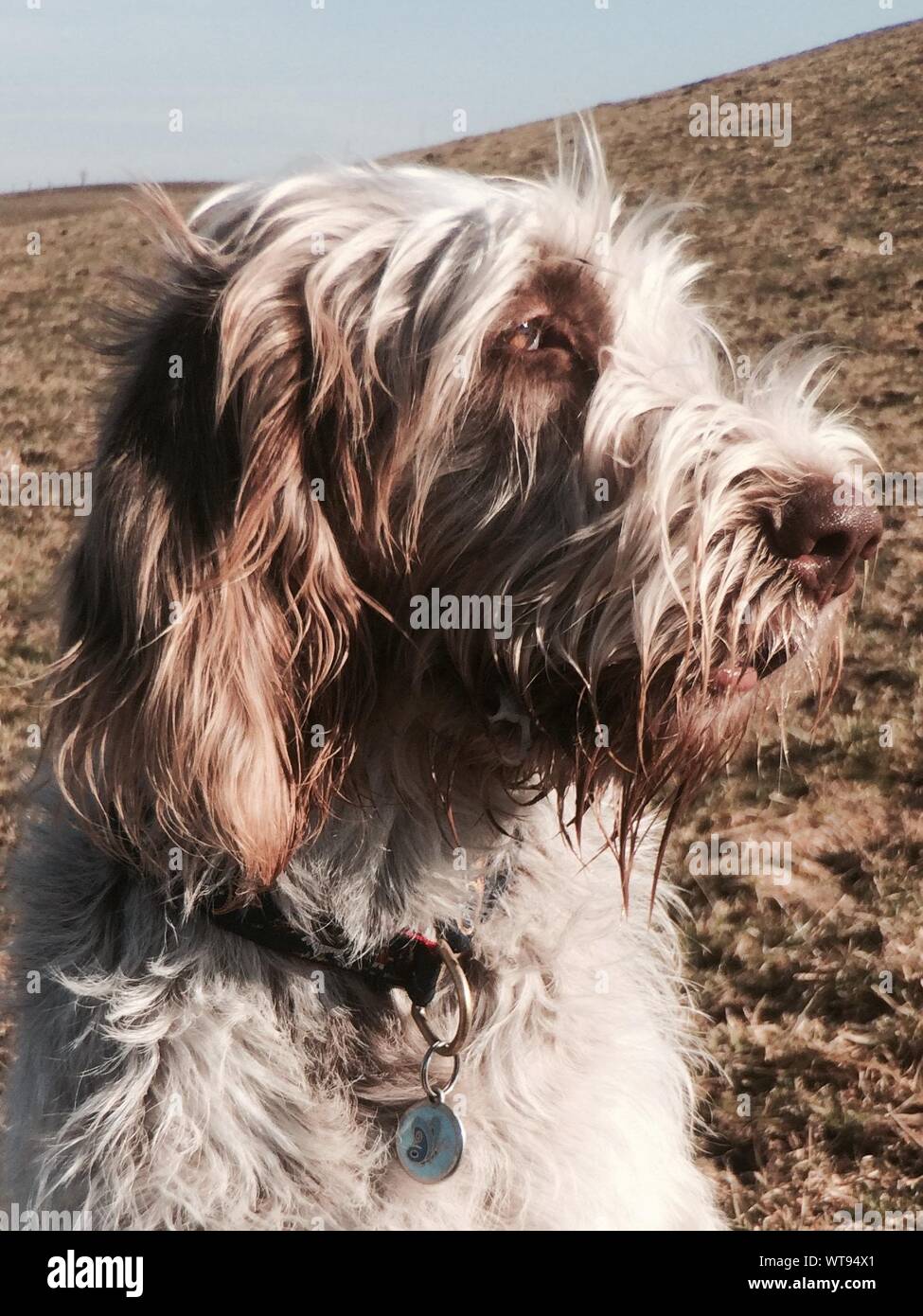 Italian spinone hi-res stock photography and images - Alamy