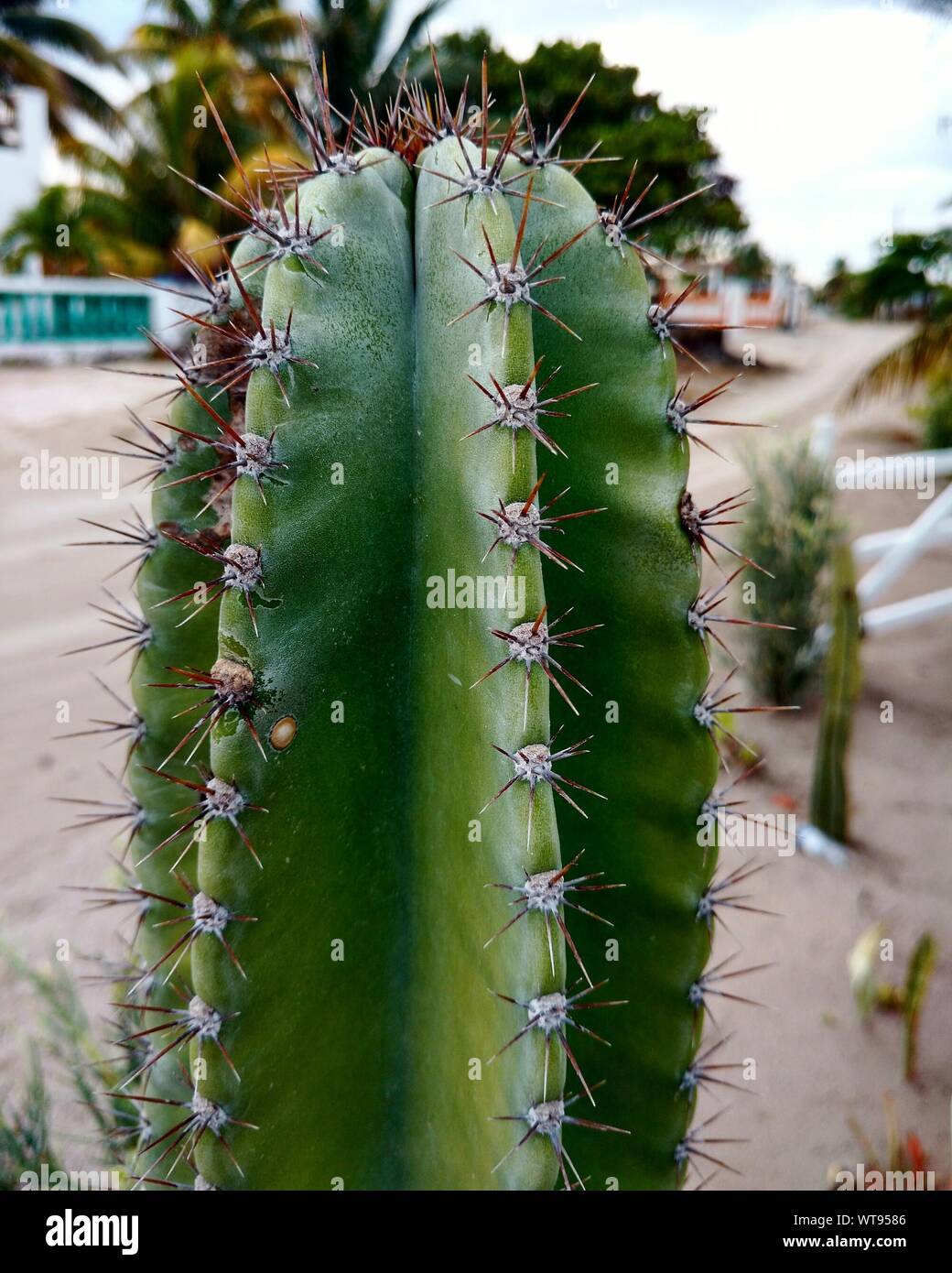 Green cactus hi-res stock photography and images - Alamy