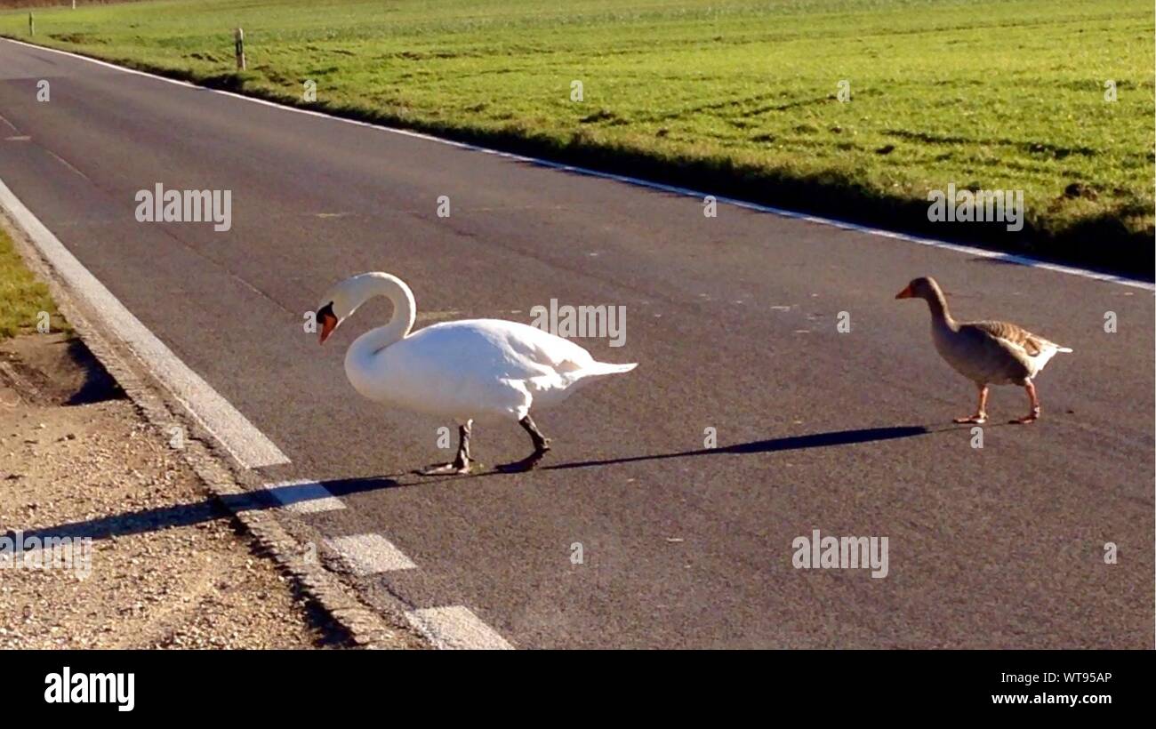 Swan crossing road hi-res stock photography and images - Alamy