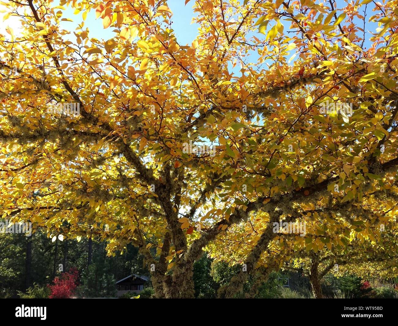 Tree Changing From Summer To Autumn High Resolution Stock Photography ...