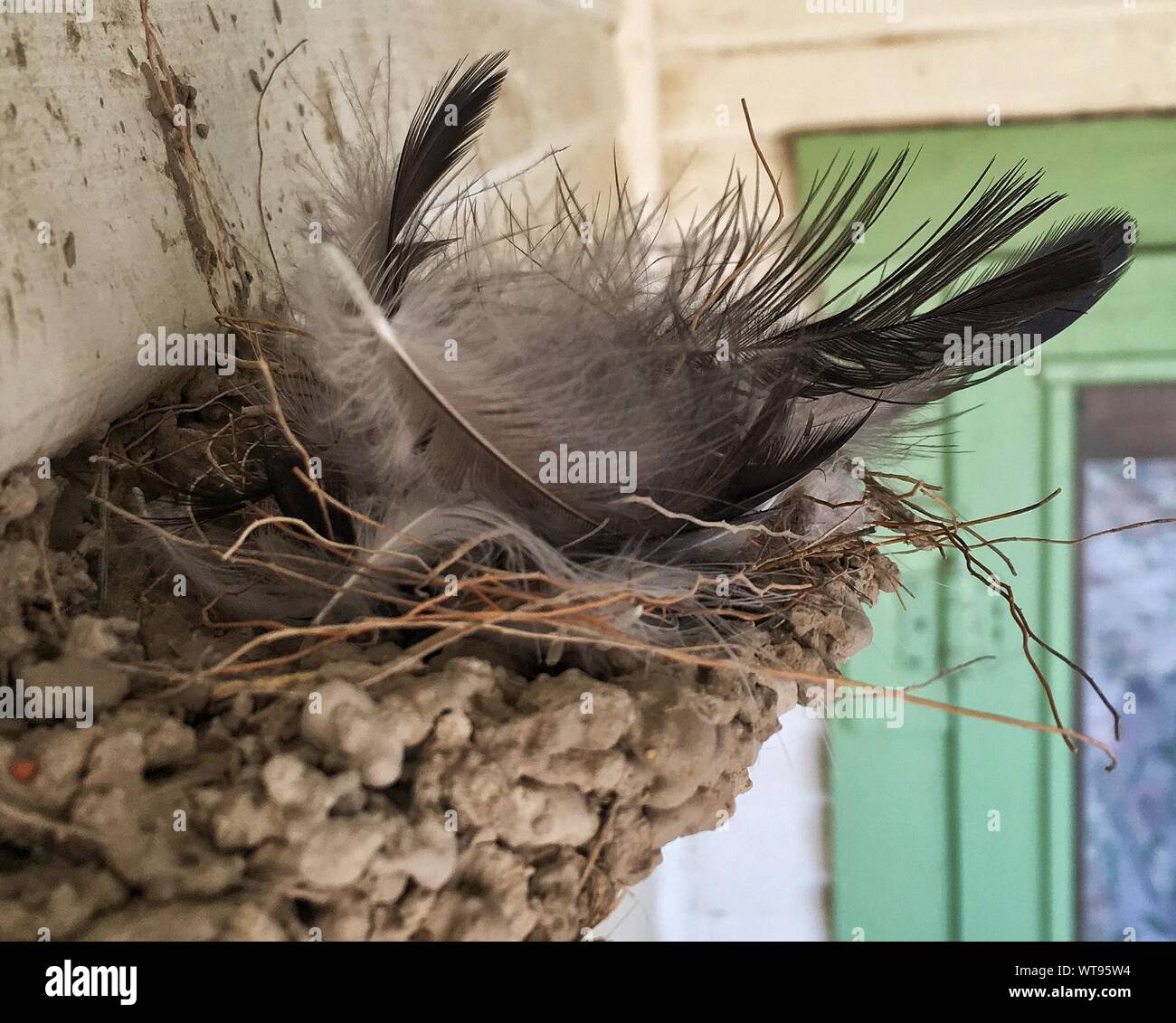 Twig bird nest hi-res stock photography and images - Alamy