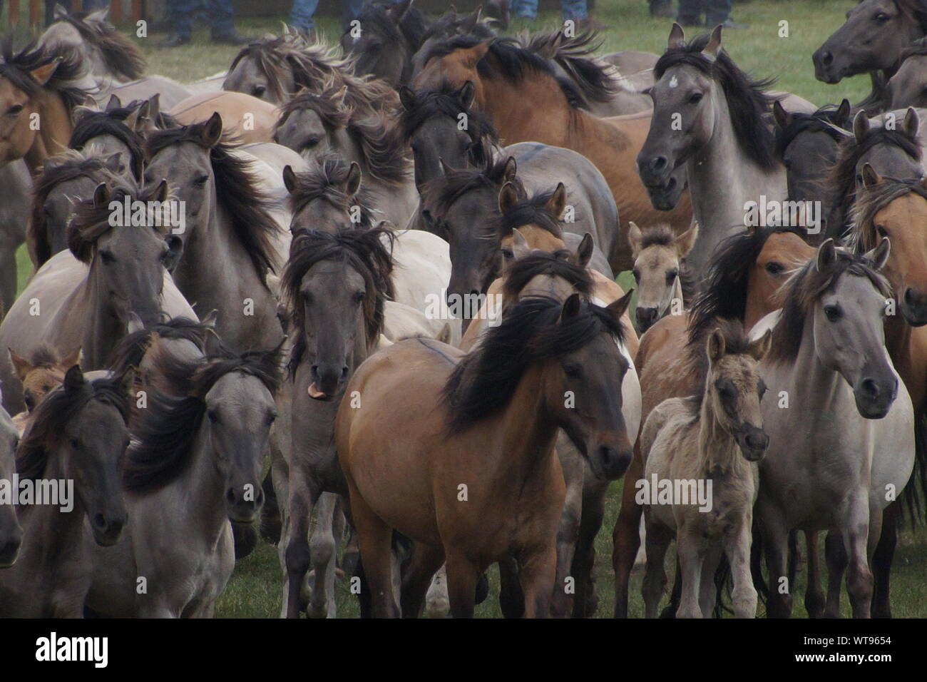 Horses running on grass hi-res stock photography and images - Alamy