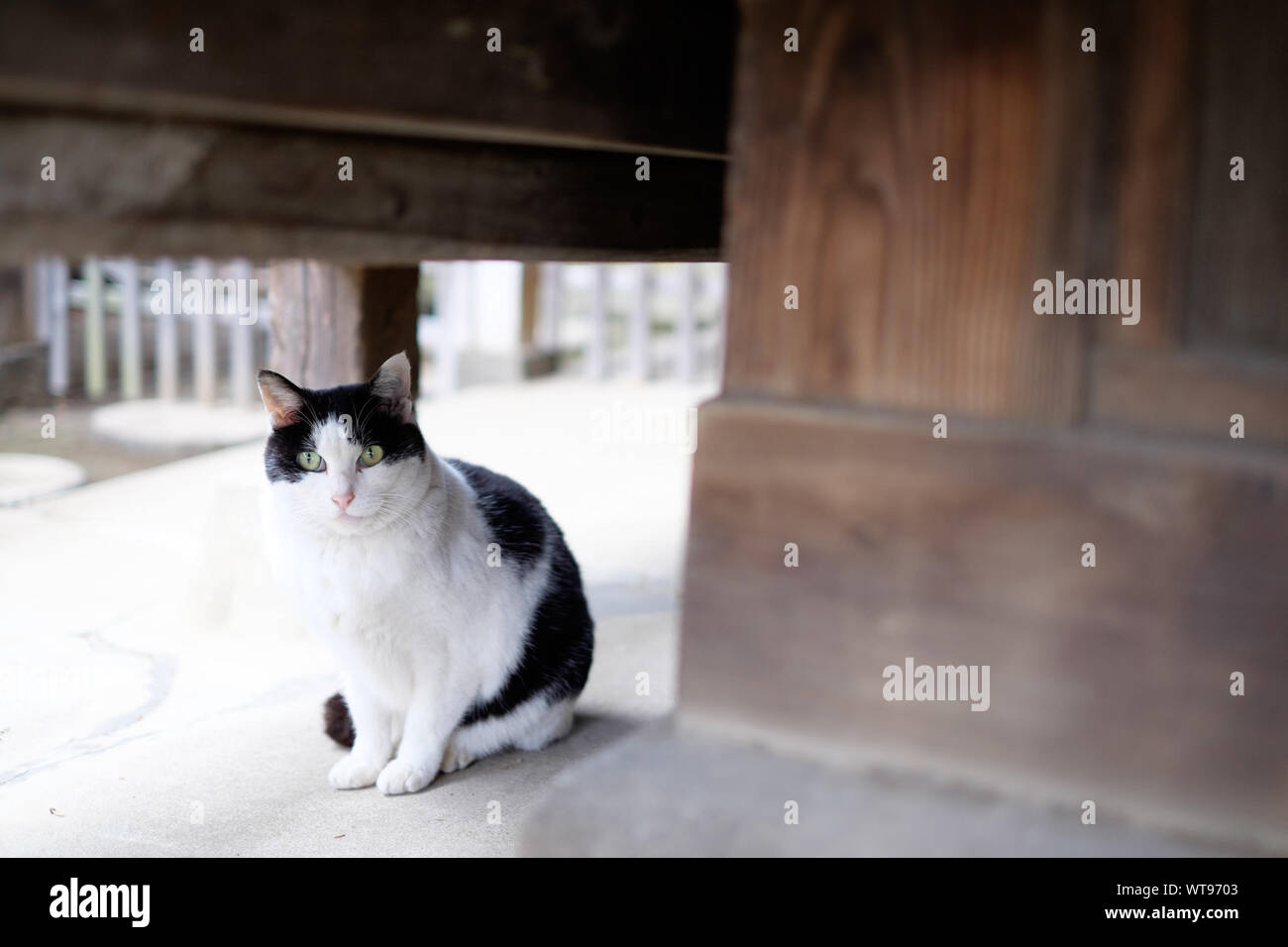 Cat Under The Table High Resolution Stock Photography and Images - Alamy