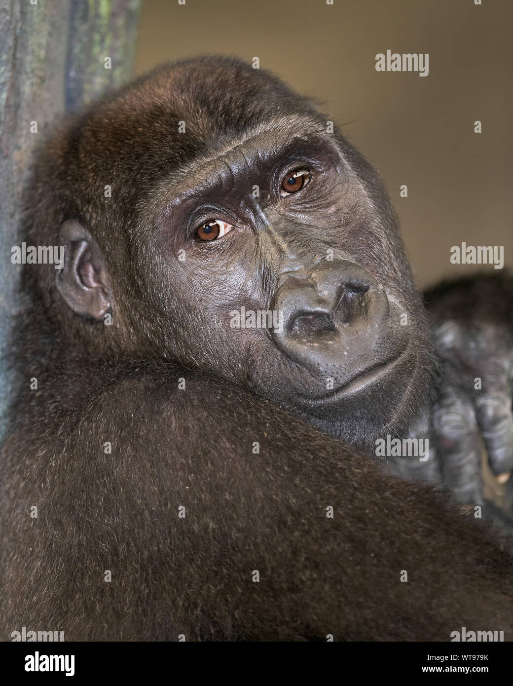 Female western lowland gorilla closeup portrait Stock Photo - Alamy