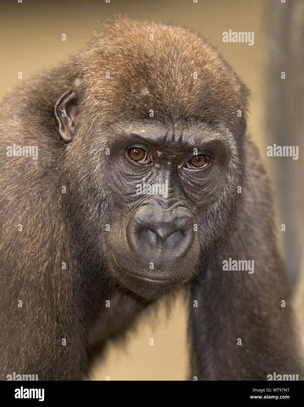 Closeup portrait of a young western lowland gorilla Stock Photo - Alamy
