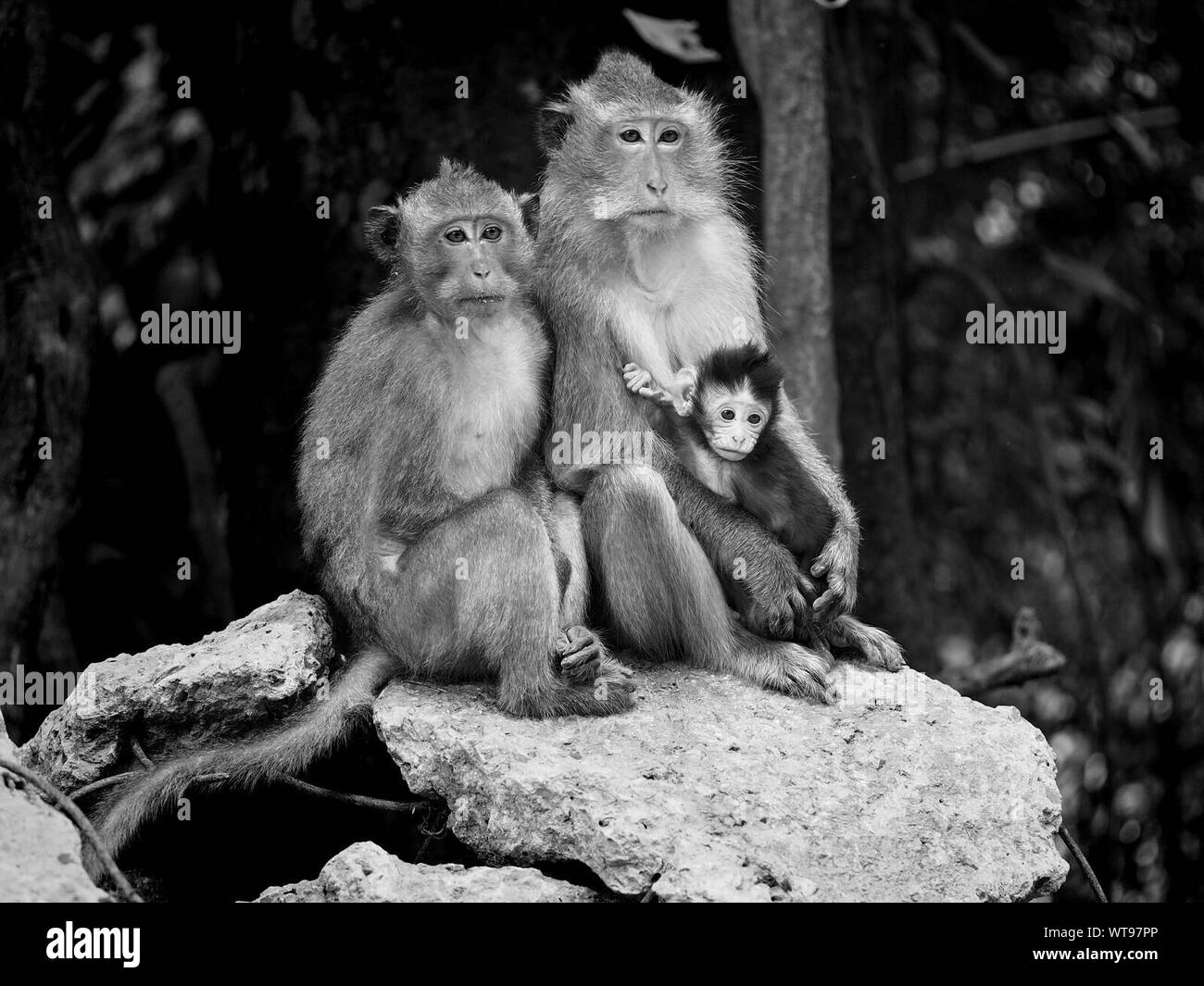 Family of monkeys on rock hi-res stock photography and images - Alamy