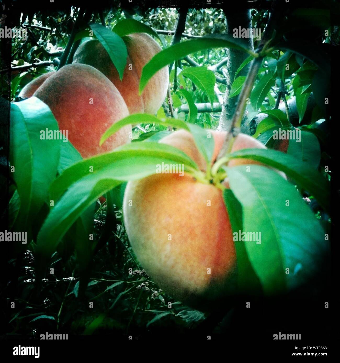 Green fruits peach hi-res stock photography and images - Alamy