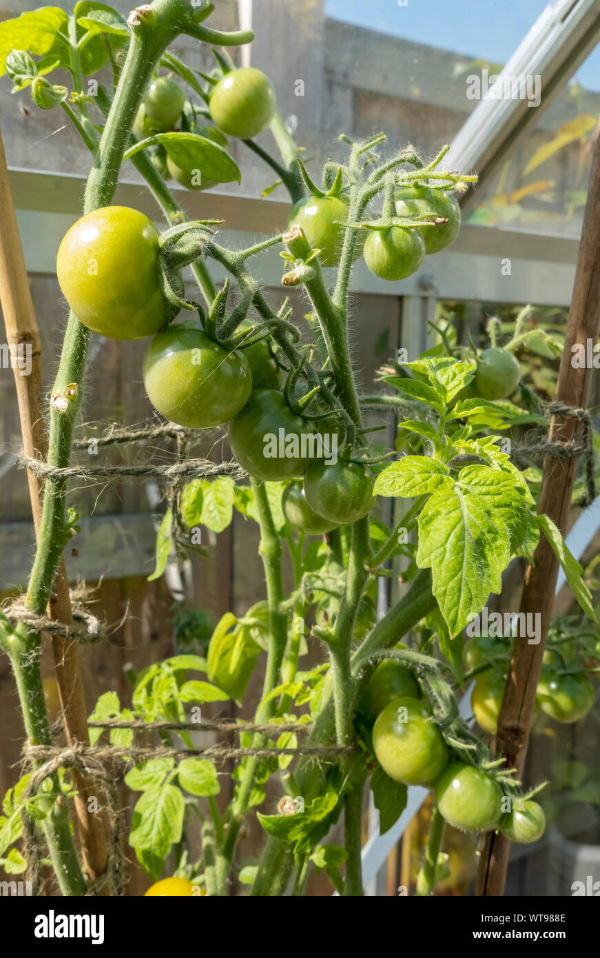 Close up green unripe tomatoes home grown homegrown vine uk hi-res ...
