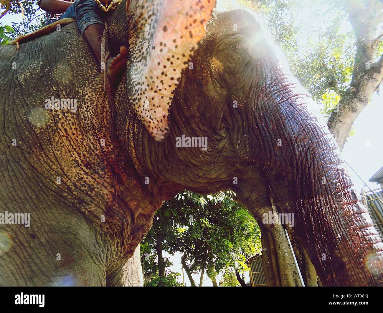 Person riding elephant hi-res stock photography and images - Alamy