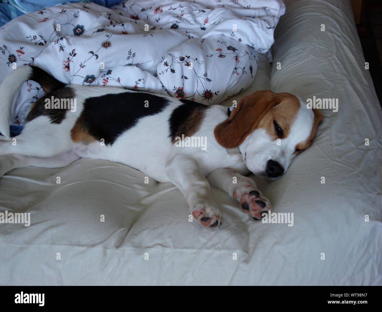 Lazy beagle hi-res stock photography and images - Alamy