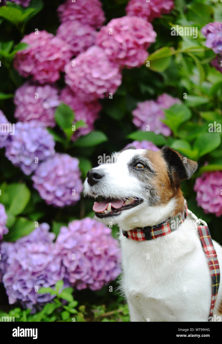 Jack russell in garden hi-res stock photography and images - Alamy