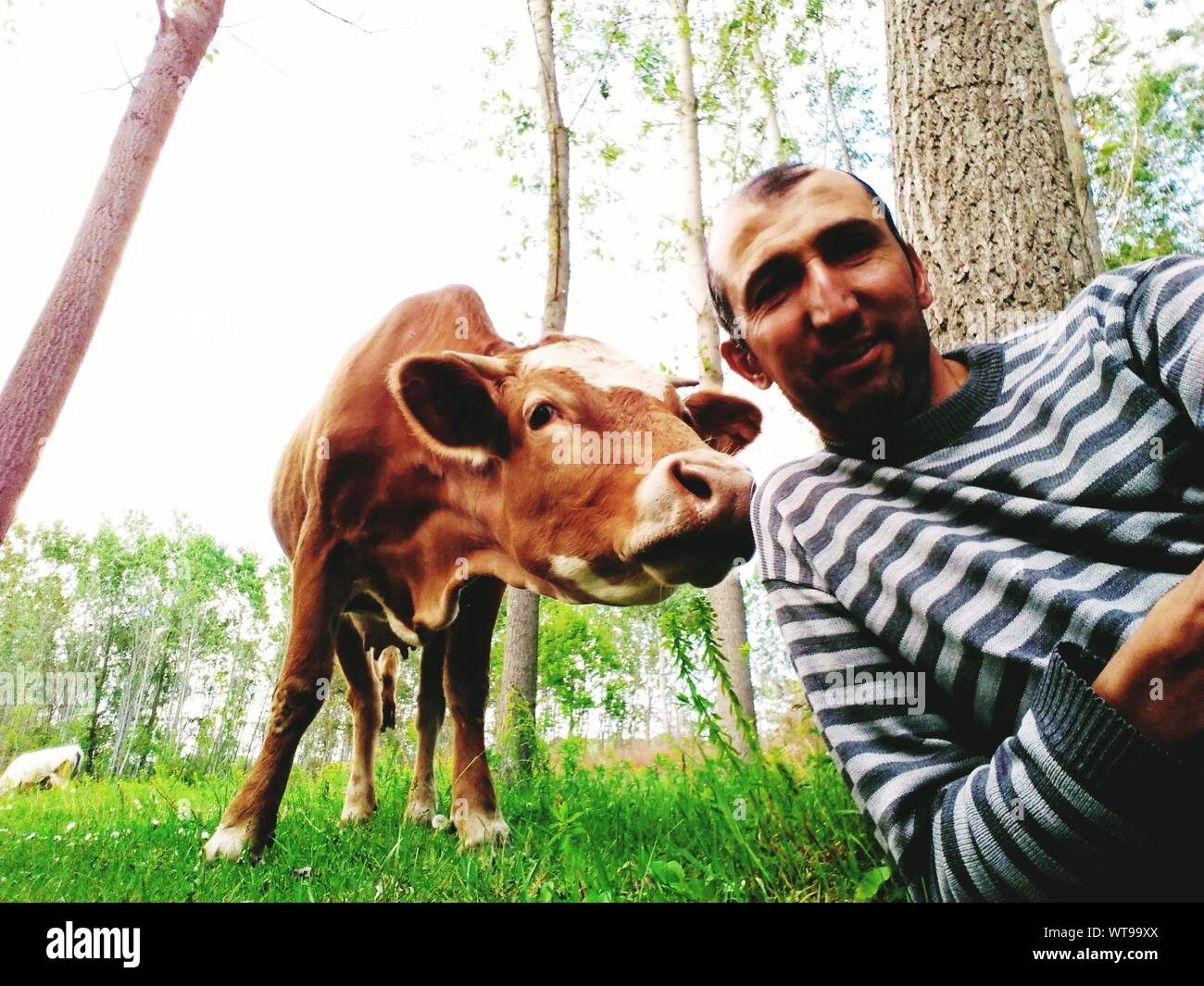 Man and cow hi-res stock photography and images - Alamy