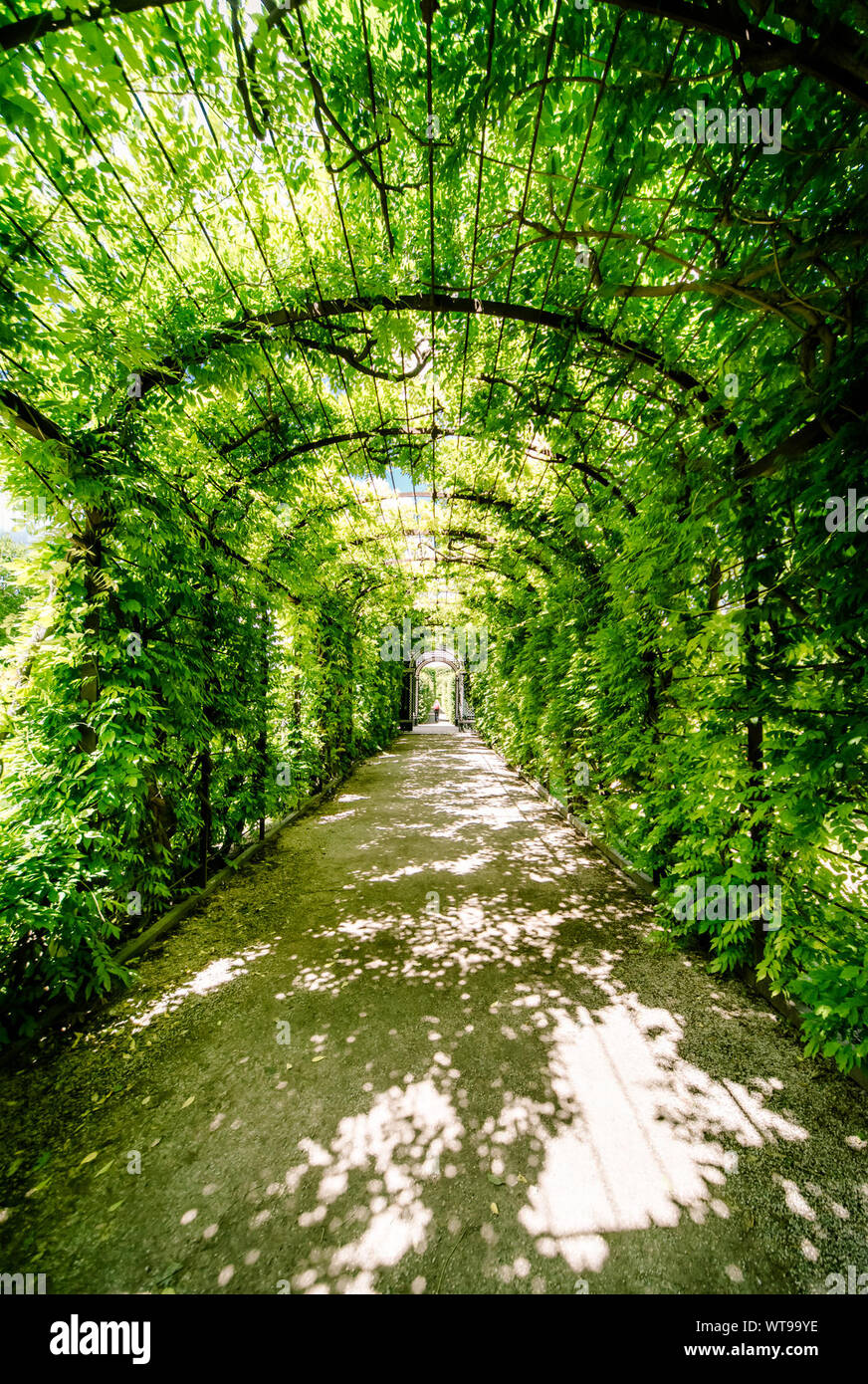 Trellis tunnel hi-res stock photography and images - Alamy