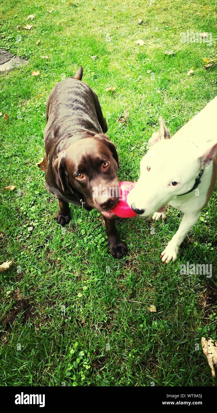 Dogs with ball hi-res stock photography and images - Alamy
