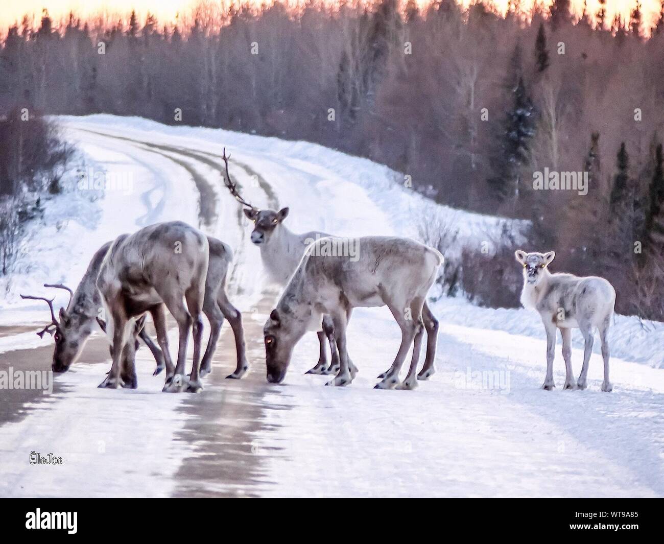 Domestic caribou hi-res stock photography and images - Alamy