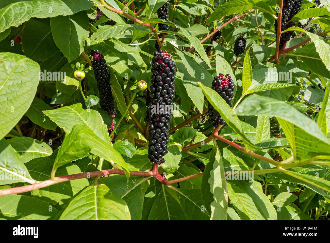 Close up of berries on Pokeweed (Phytolacca) plant in summer England UK ...