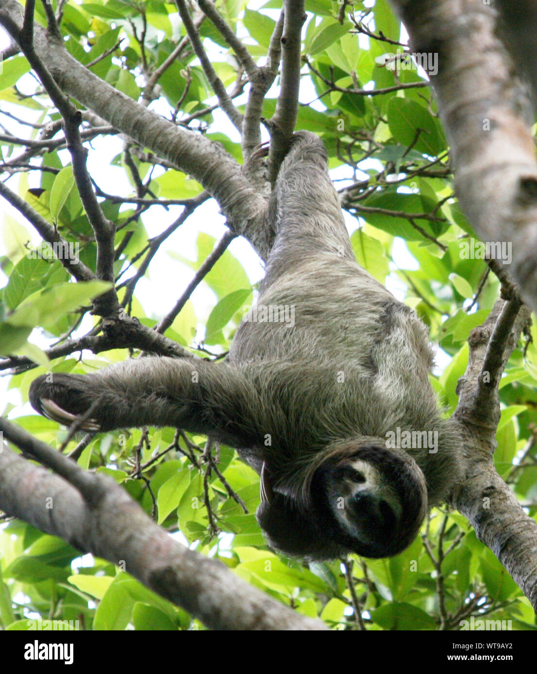 Koala hanging in tree hi-res stock photography and images - Alamy