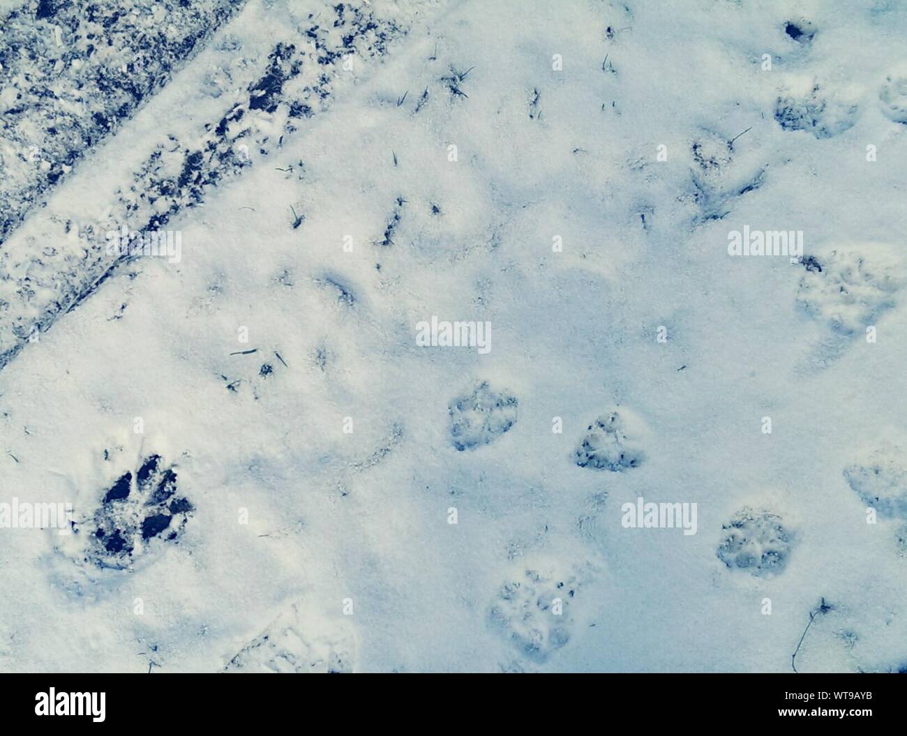 Paw prints in the snow hi-res stock photography and images - Alamy