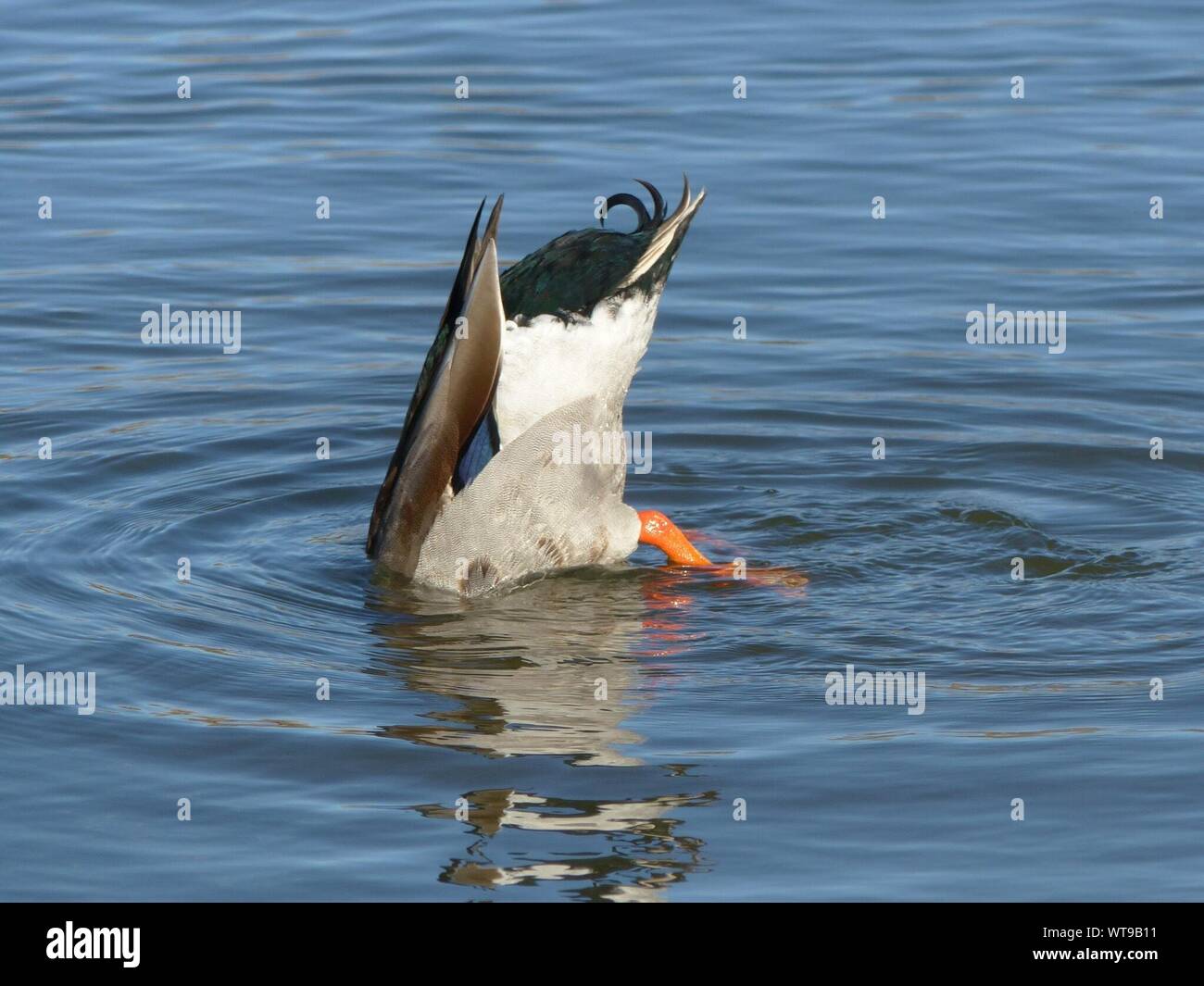 One diving duck hi-res stock photography and images - Alamy