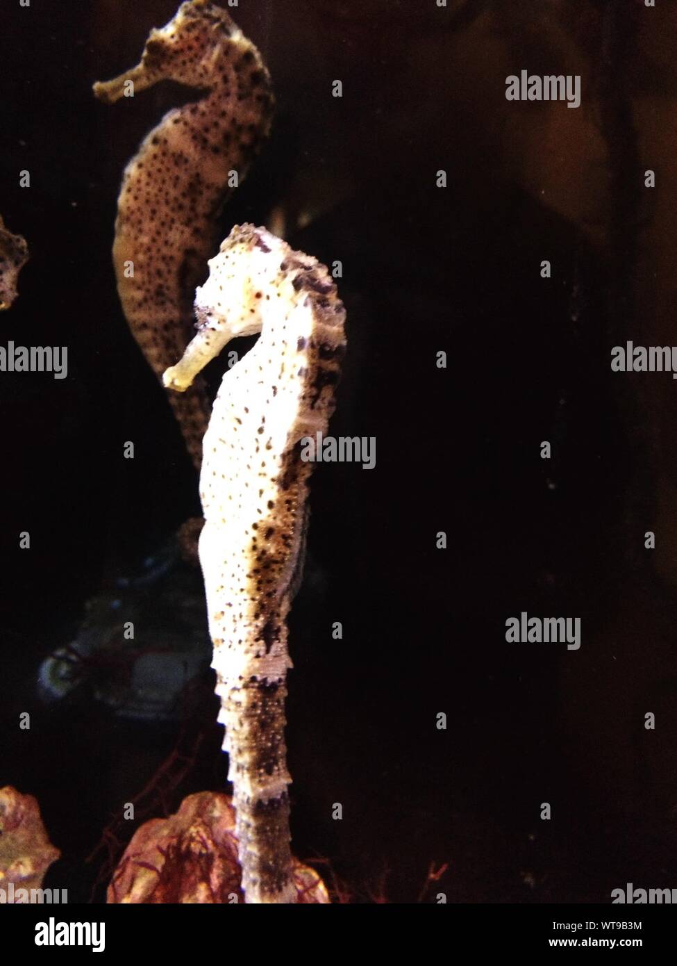Animals seahorses hi-res stock photography and images - Alamy