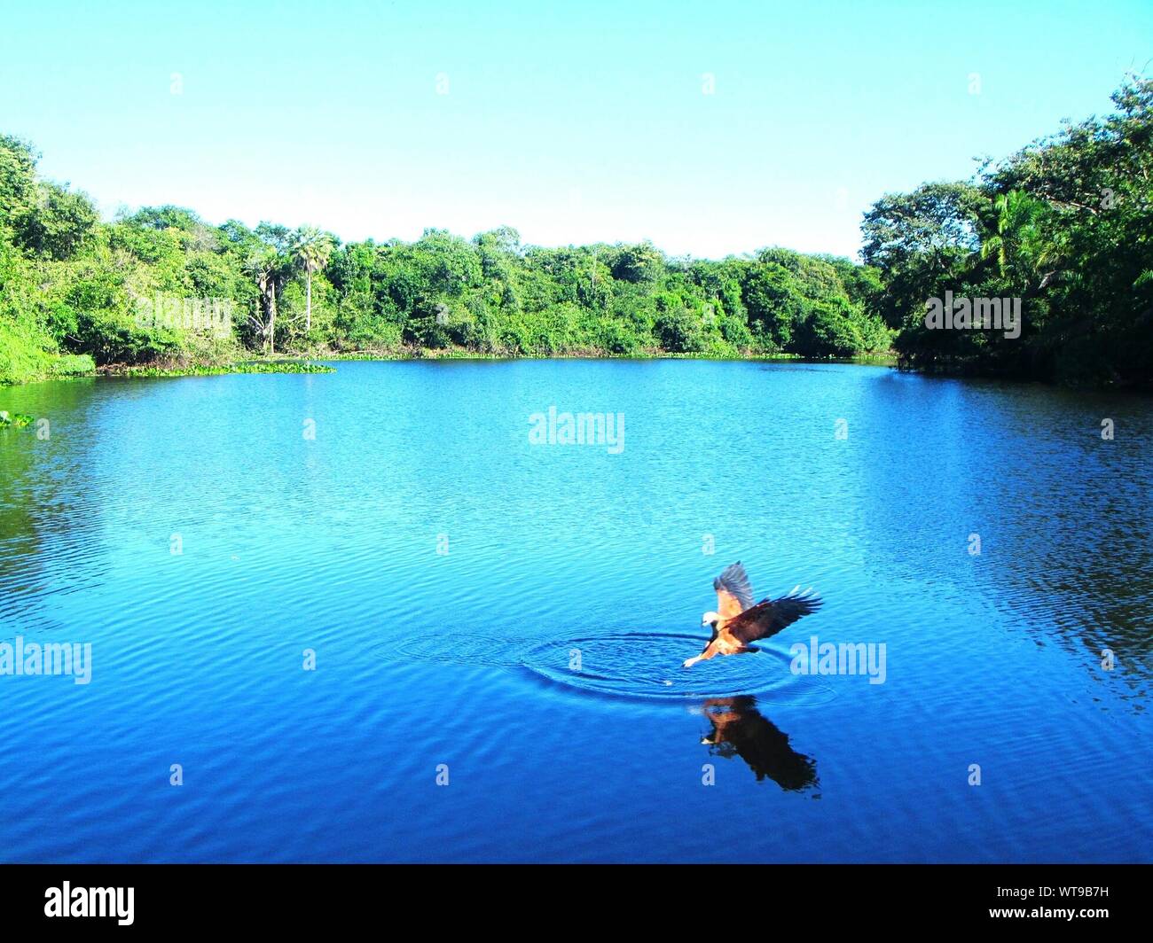 Black collared hawk hi-res stock photography and images - Alamy