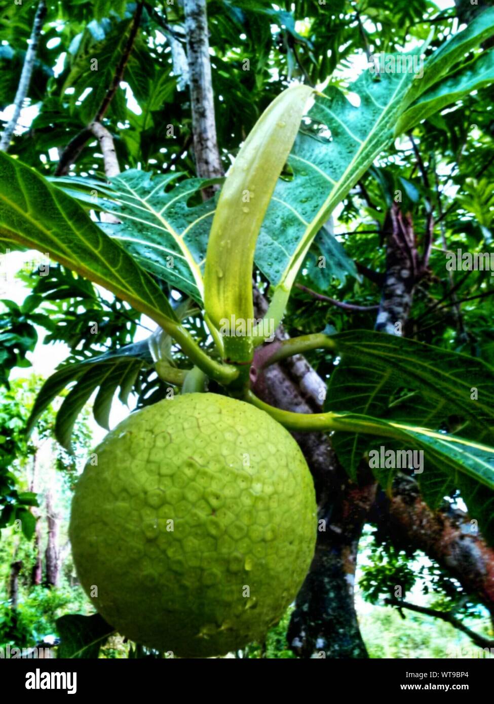 Fruit of the breadfruit tree hi-res stock photography and images - Alamy