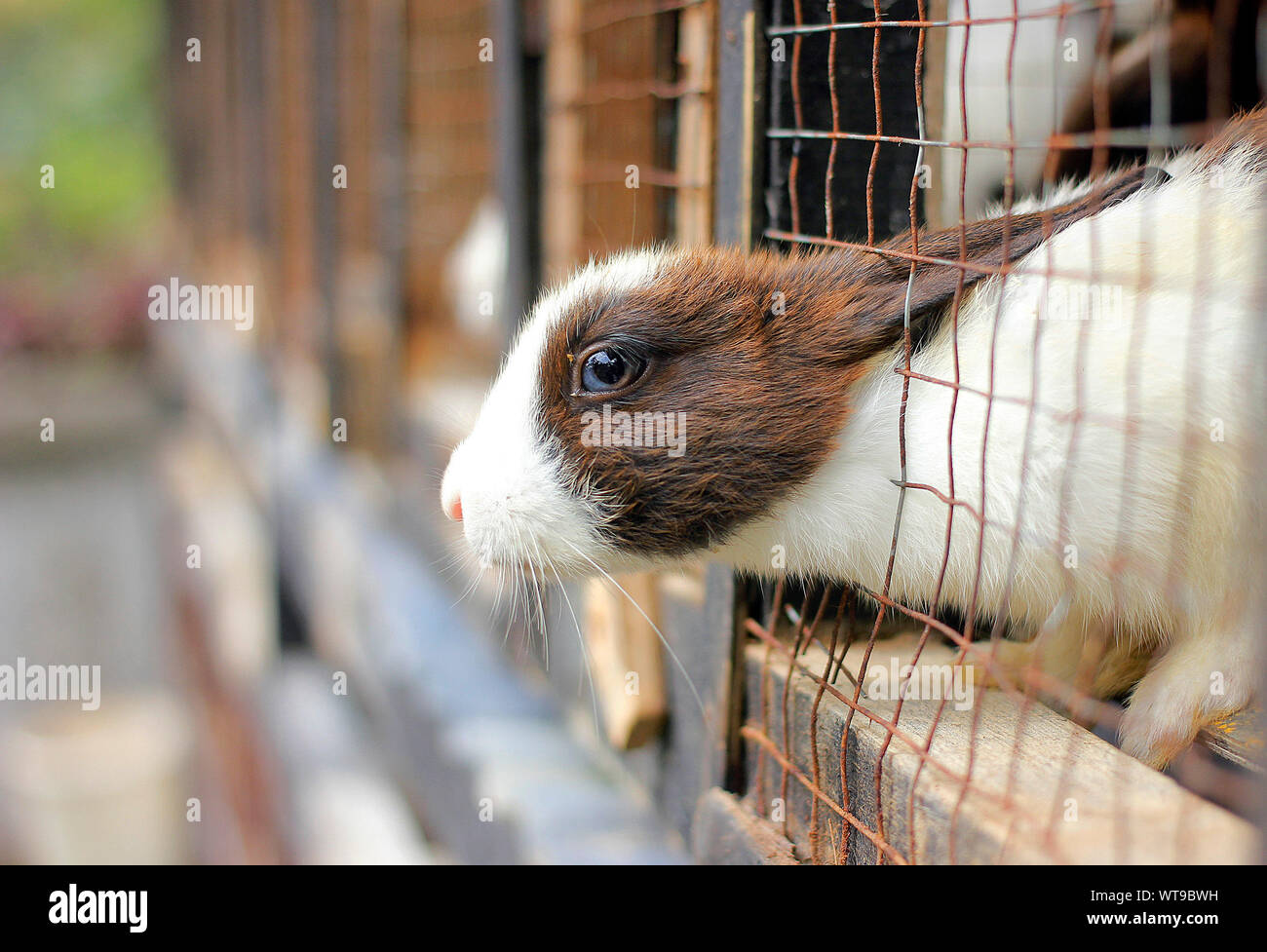 Trapped rabbit hi-res stock photography and images - Alamy