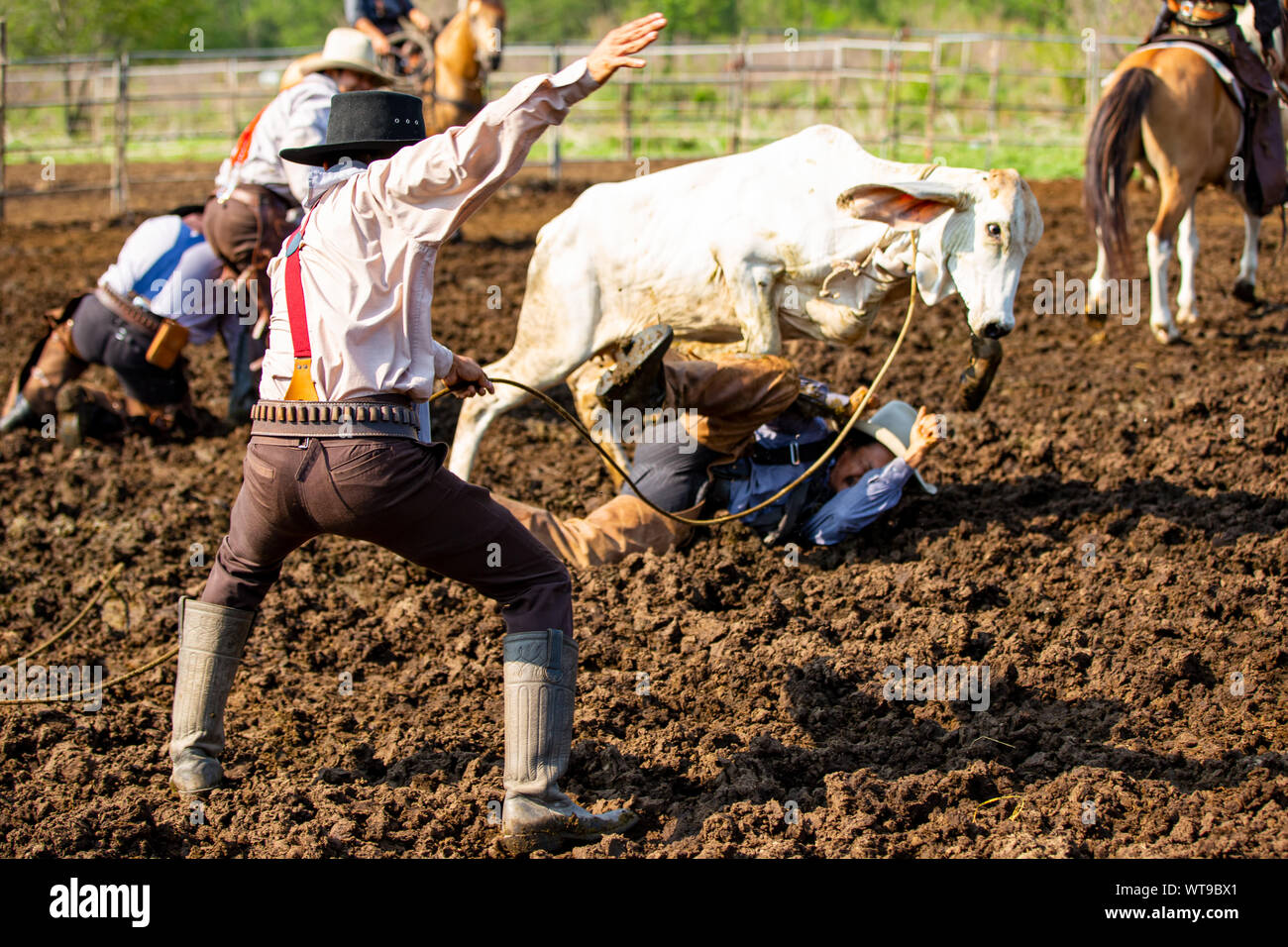 Cowboy and cows in farmland Stock Photo - Alamy
