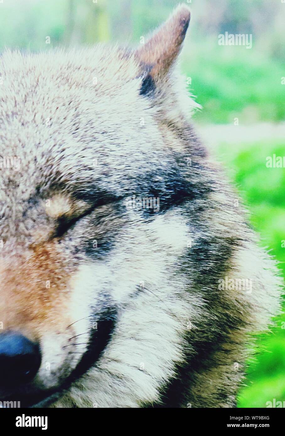 Wolf nose close up hi-res stock photography and images - Alamy