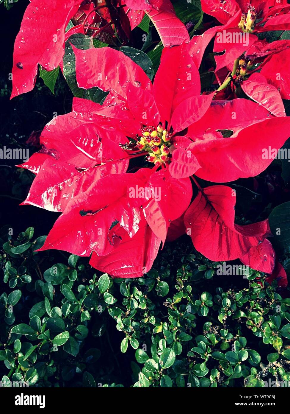 Red leaf plant hi-res stock photography and images - Alamy