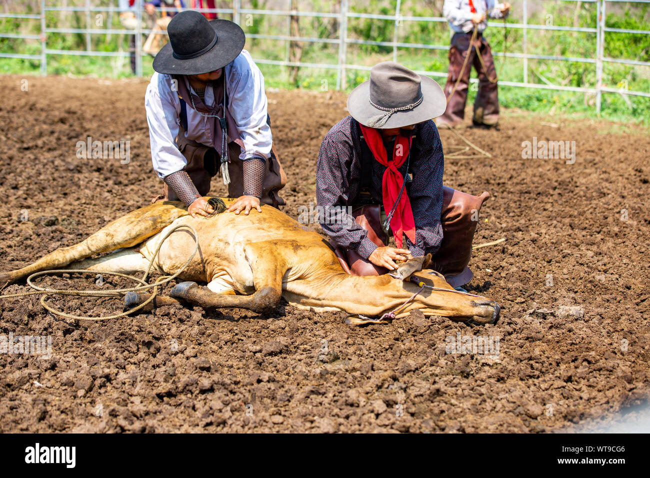 Cowboy and cows in farmland Stock Photo - Alamy