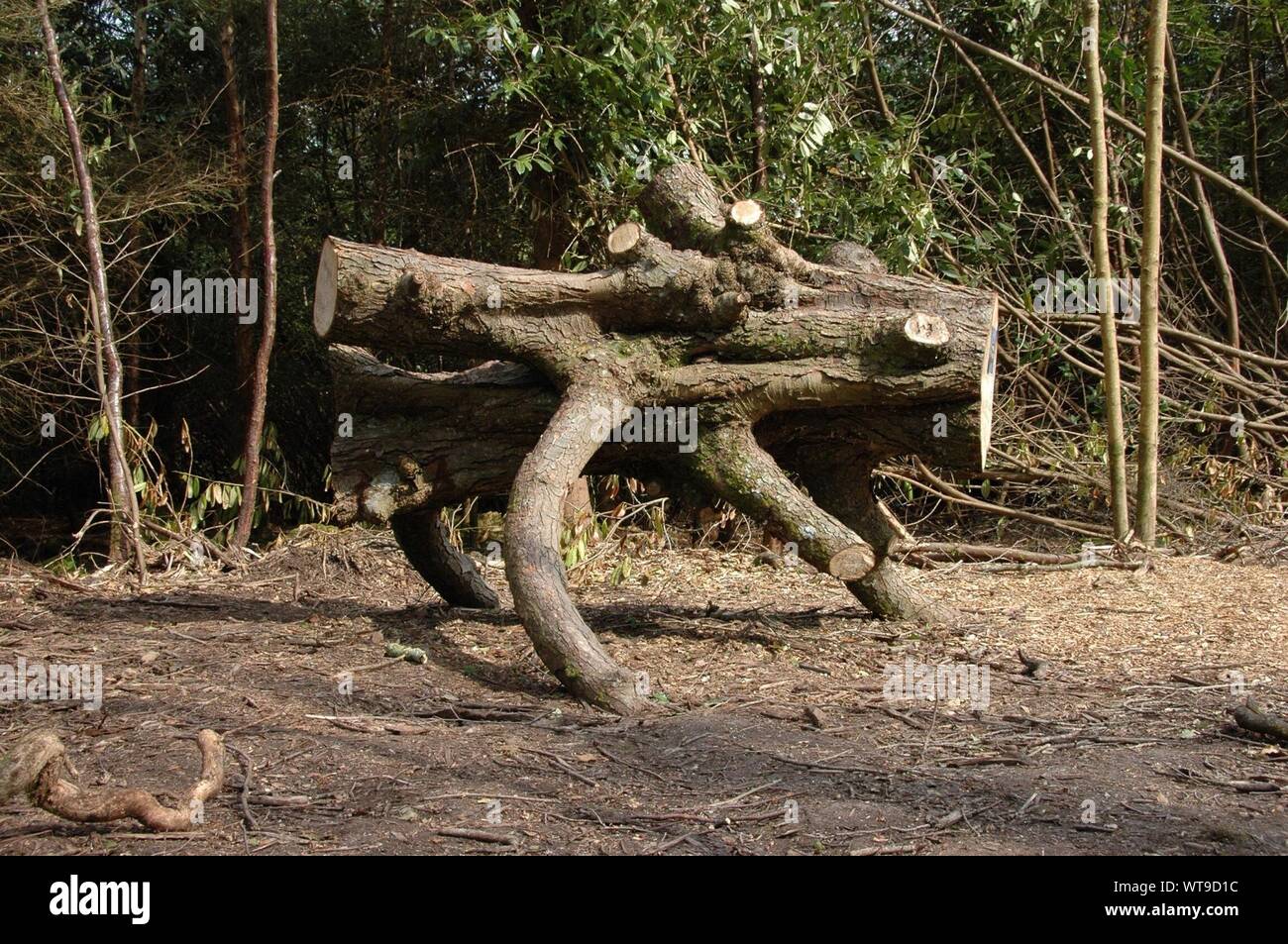Single log of wood hi-res stock photography and images - Alamy