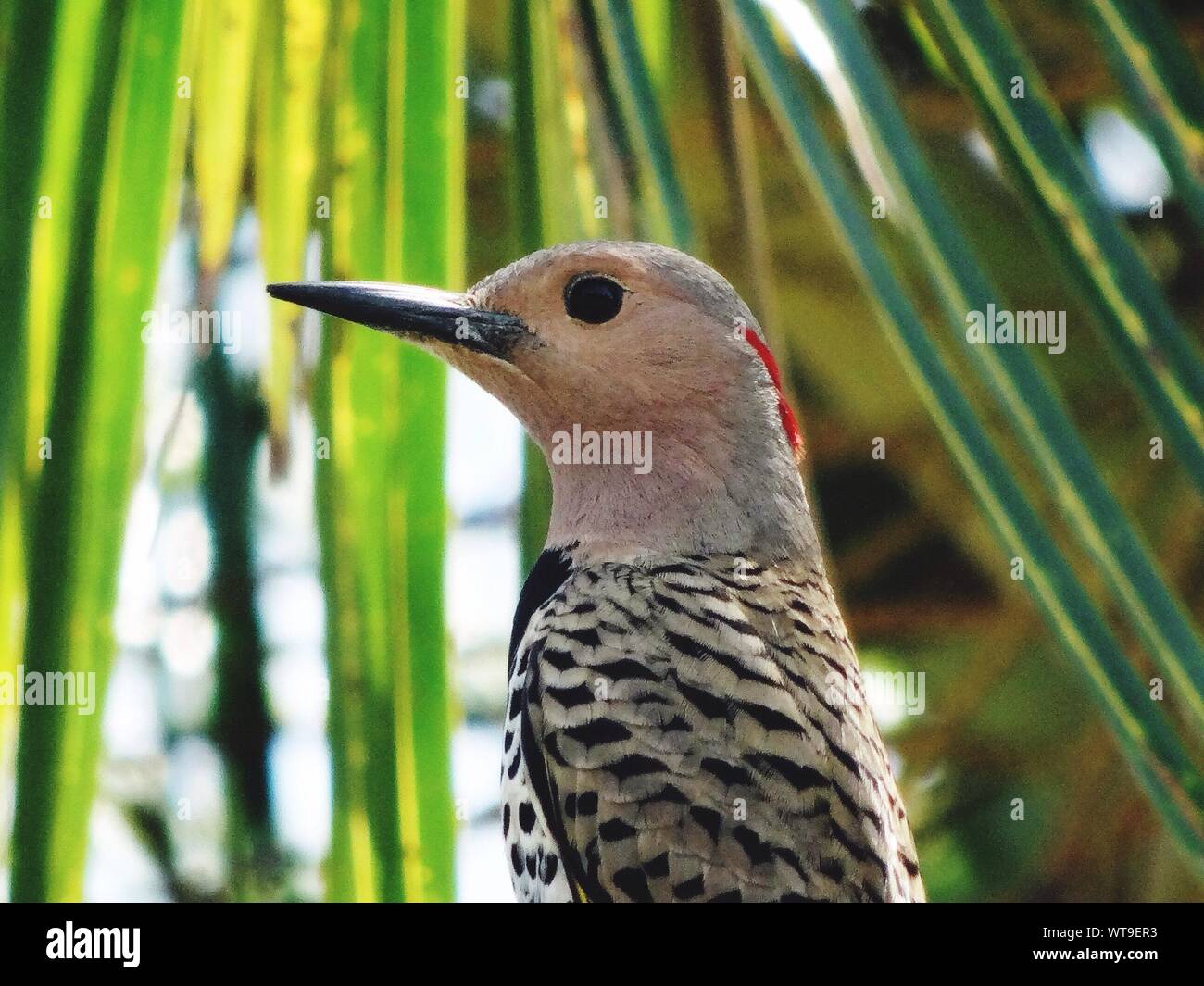 Side view of woodpecker in tree hi-res stock photography and images - Alamy