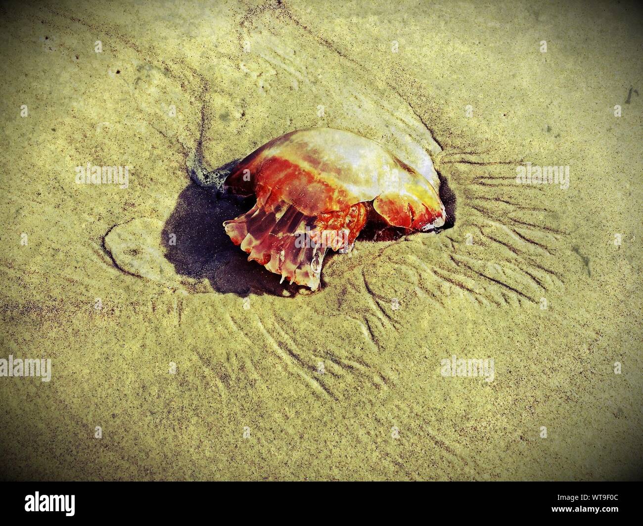 Animal sand hi-res stock photography and images - Alamy