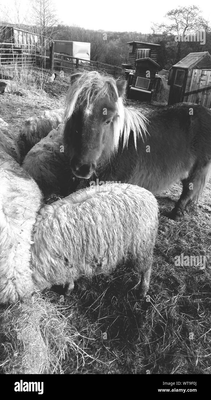 Sheep and pony hi-res stock photography and images - Alamy
