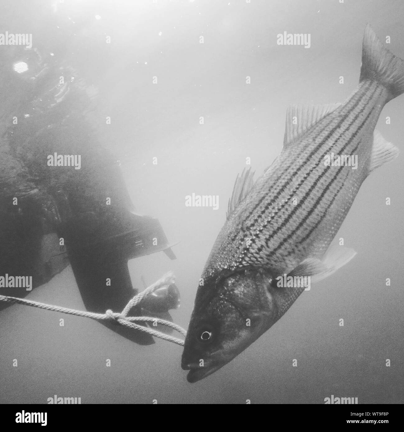 Underwater boat fish fishing boat hi-res stock photography and images ...